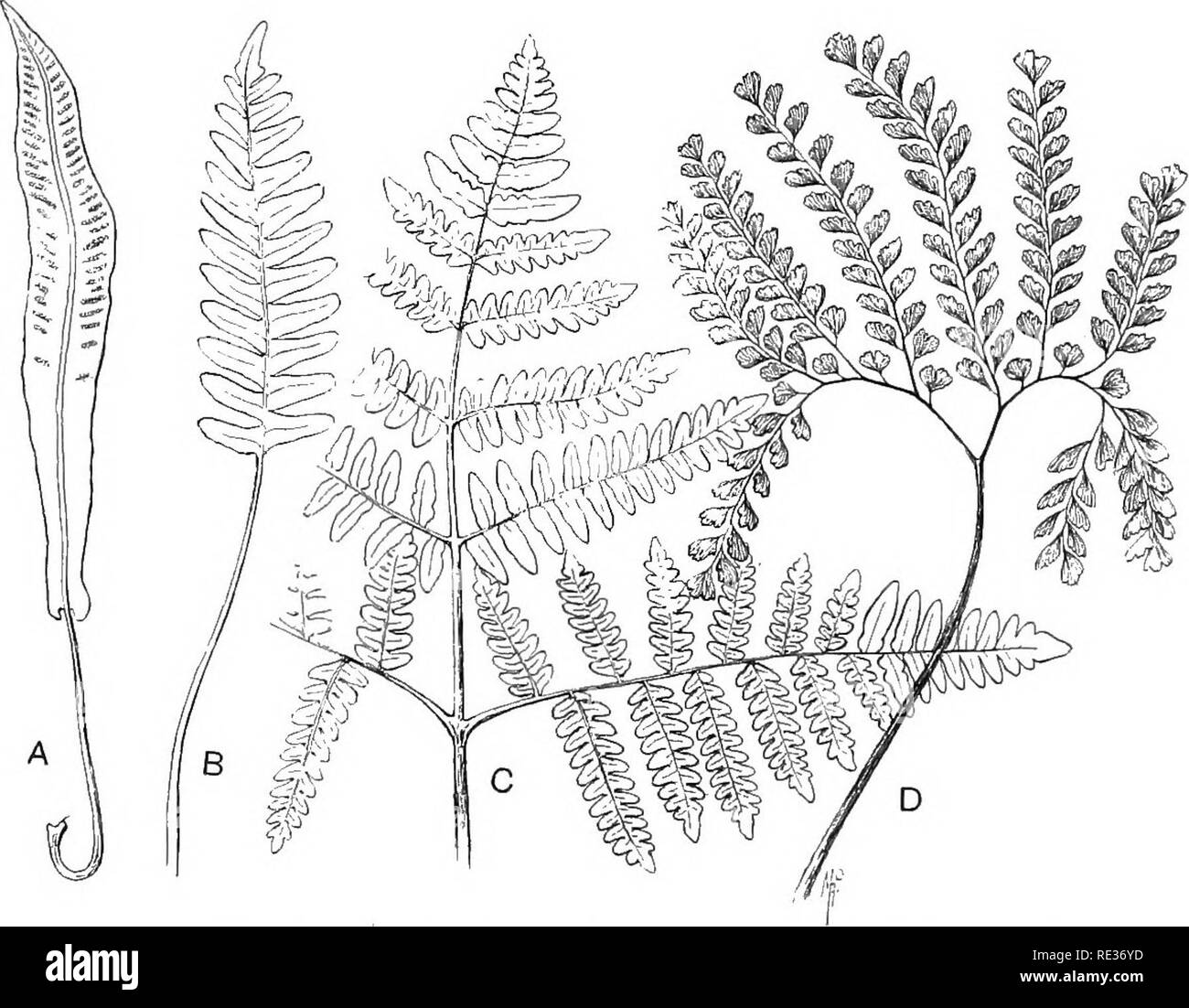 . Fundamentals of botany. Botany. iS6 STRUCTURE AND LIFE HISTORIES ...