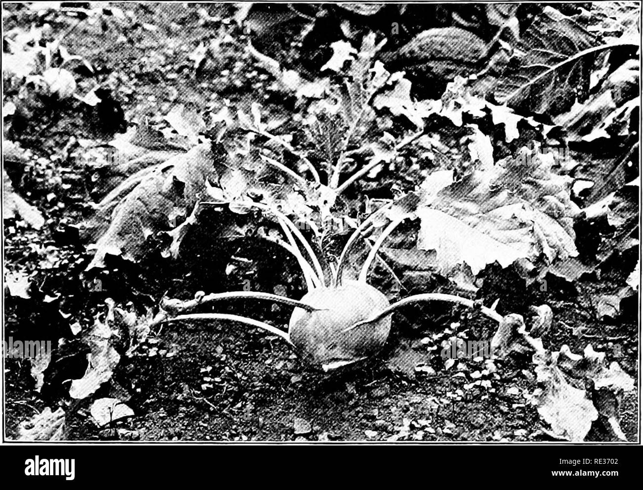 Kohl rabi sowing hi-res stock photography and images - Alamy