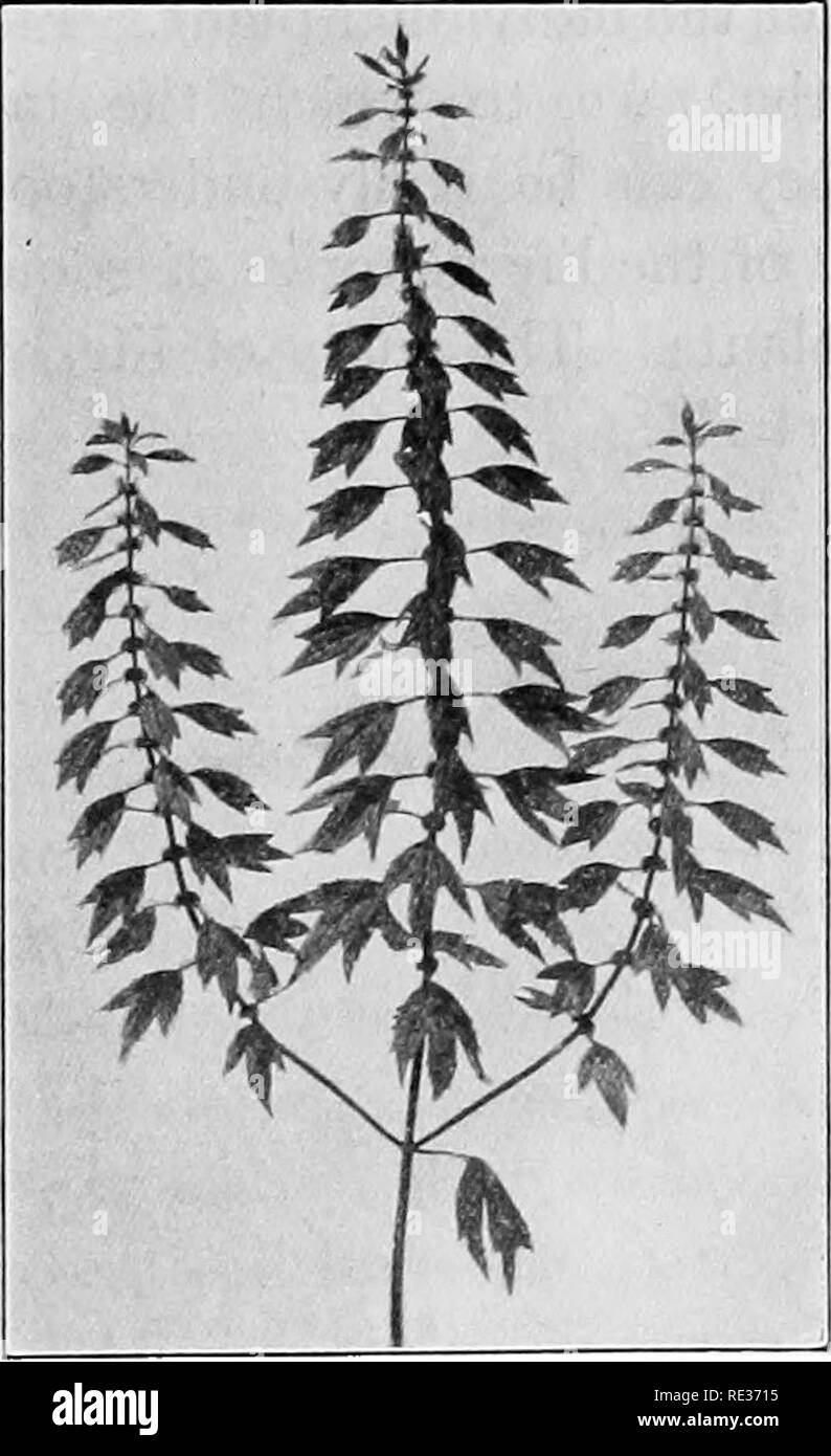 Palmately compound leaf Black and White Stock Photos & Images - Alamy