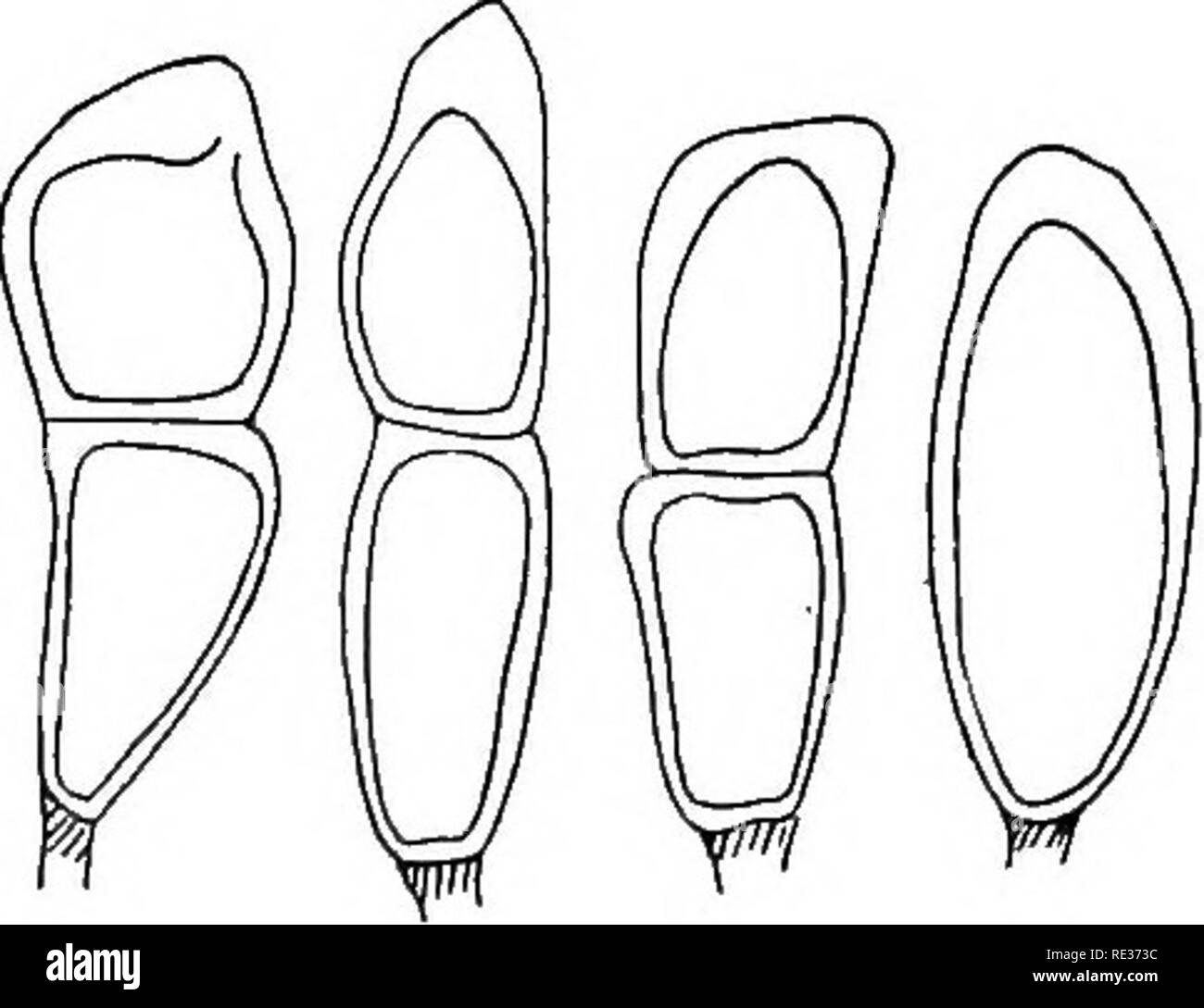 . The British rust fungi (Uredinales) their biology and classification ...
