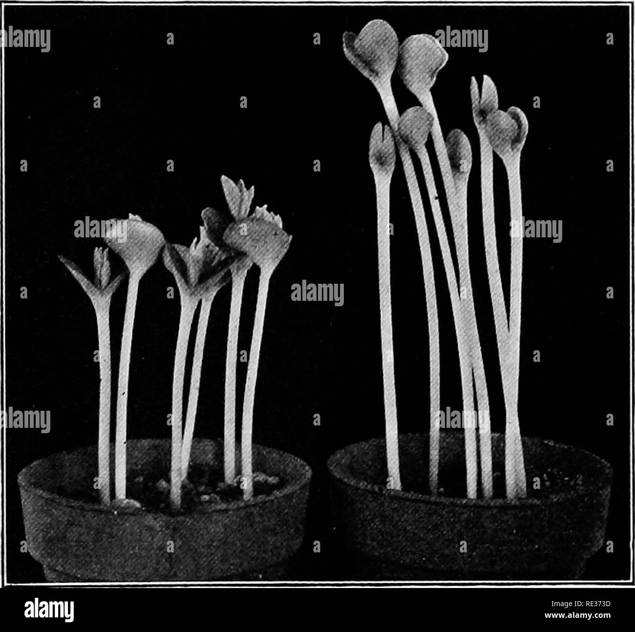 Phototropic phototropism hi-res stock photography and images - Alamy