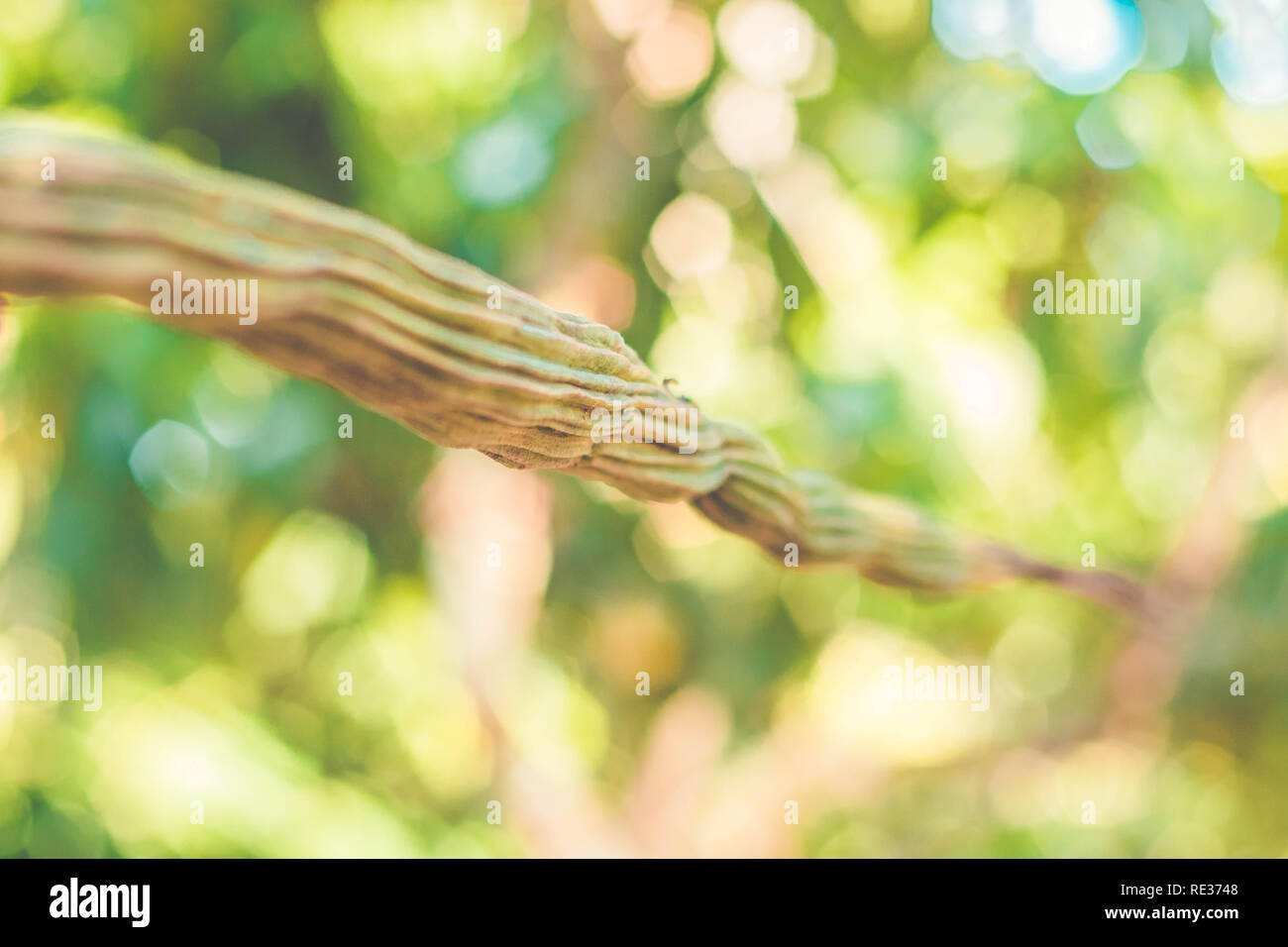 Inga pod (Brazil) - Guaba Stock Photo - Alamy