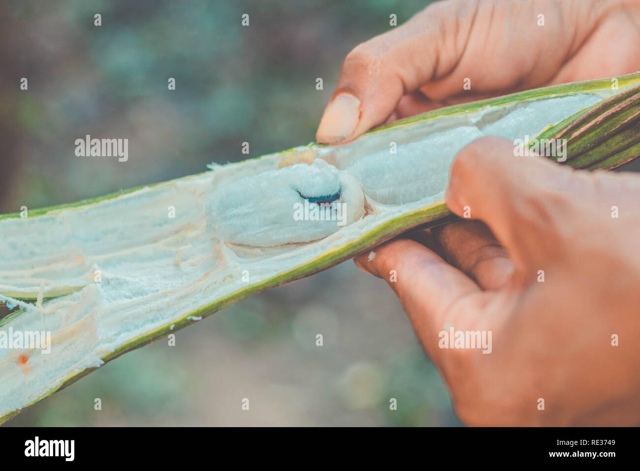 Inga pod (Brazil) - Guaba Stock Photo - Alamy
