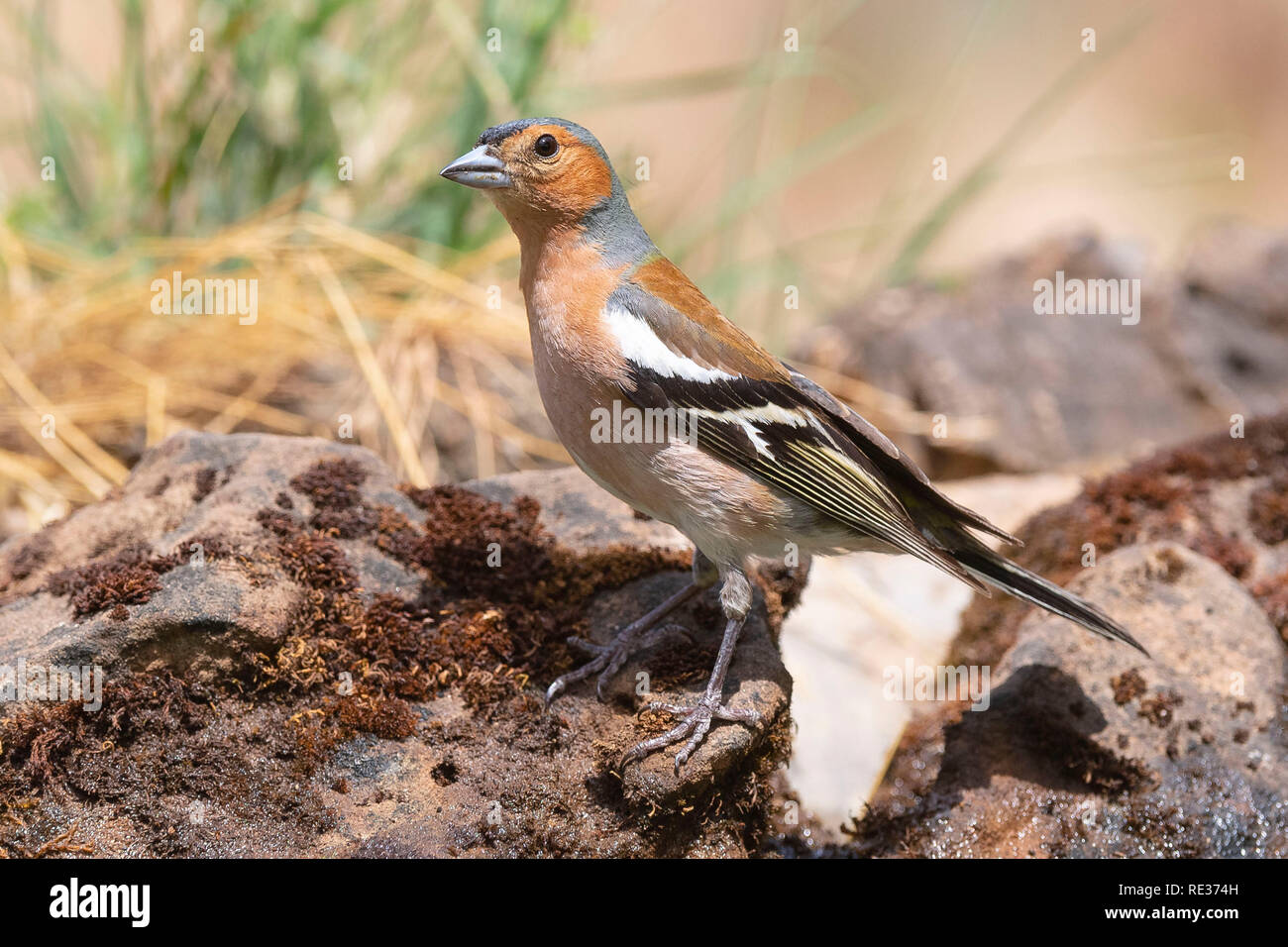 Granivore hi-res stock photography and images - Alamy