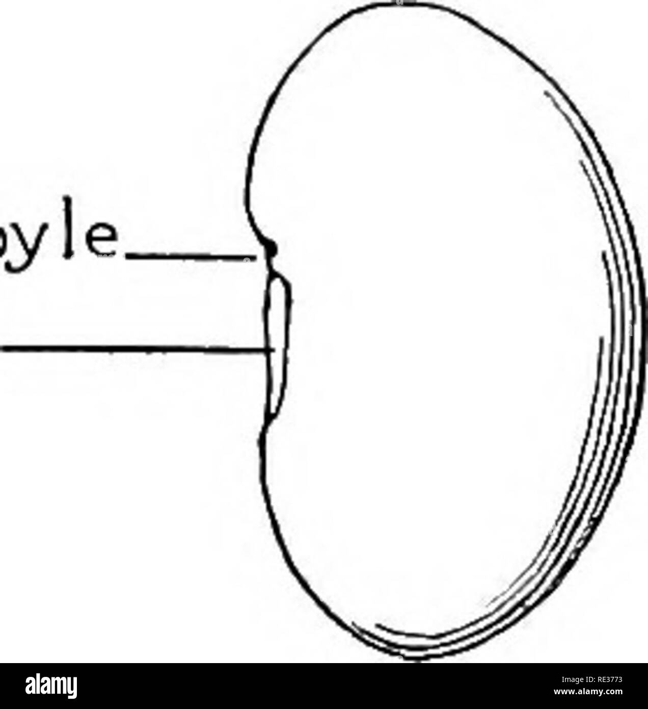 Lima bean seed pod hi-res stock photography and images - Alamy