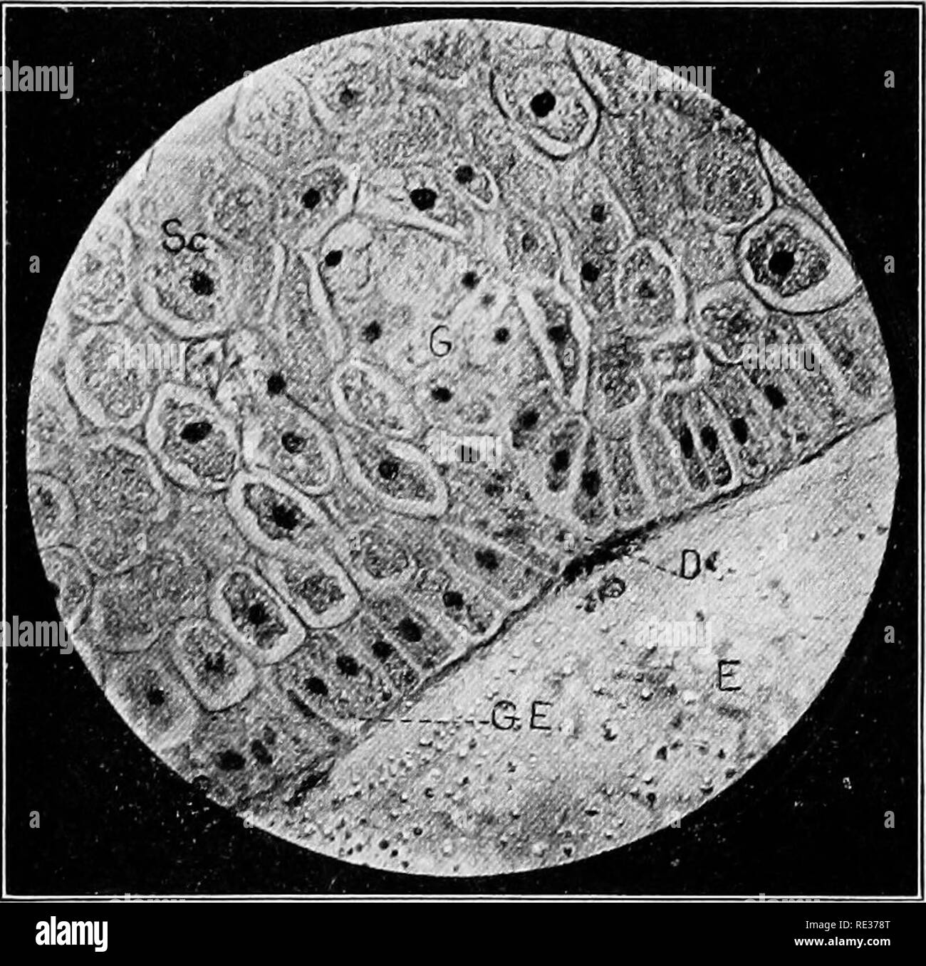 Corn cross section Black and White Stock Photos & Images - Alamy