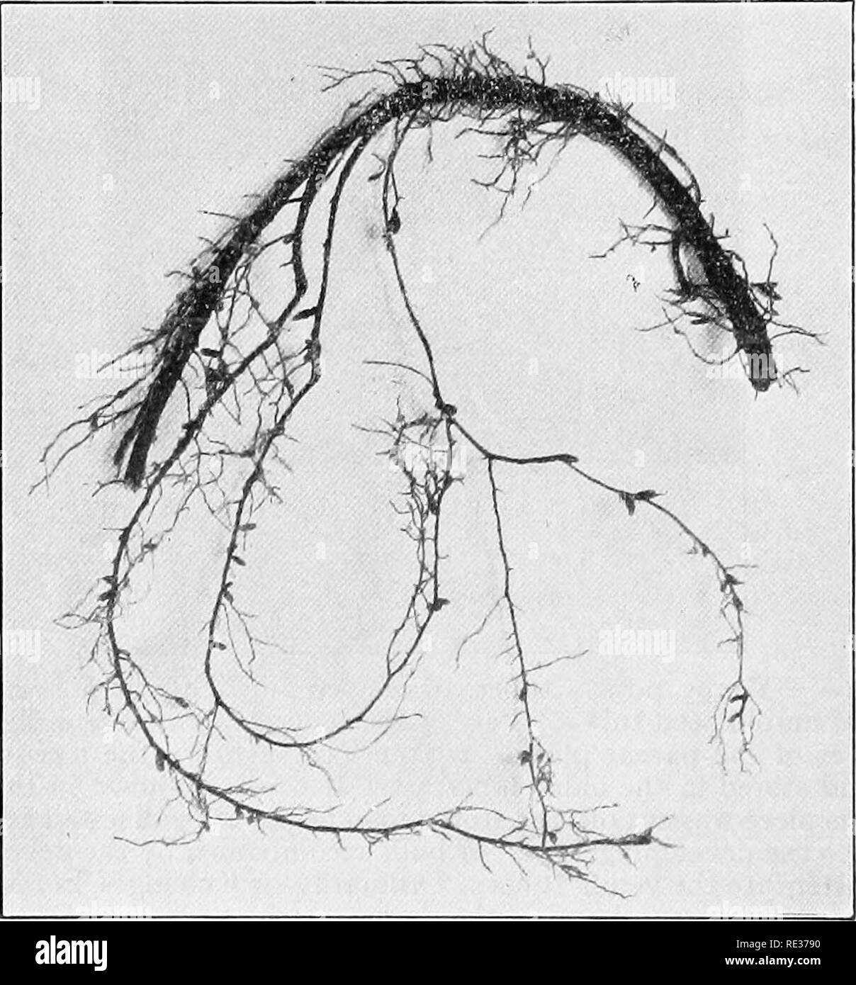 . Fundamentals of botany. Botany. 82 THE VEGETATIVE PUNCTIONS OF PLANTS ...