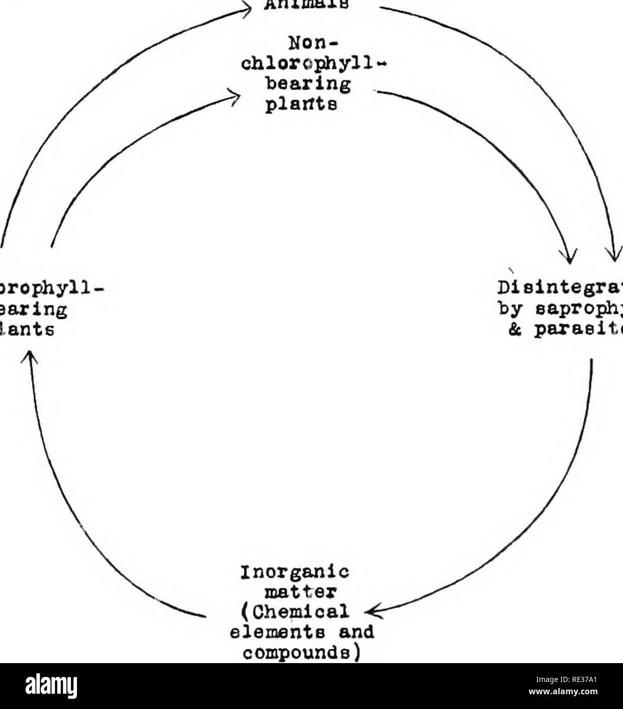 . Fundamentals of botany. Botany. 70 THE VEGETATIVE FUNCTIONS OF PLANTS ...