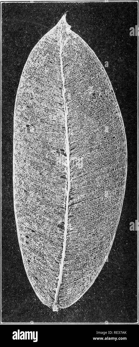 . Fundamentals of botany. Botany. THE VEGETATIVE FUNCTIONS OF PLANTS b ...