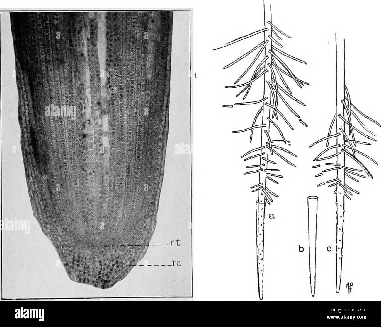 . Fundamentals of botany. Botany. ABSORPTION OF WATER 51 47. Structure ...