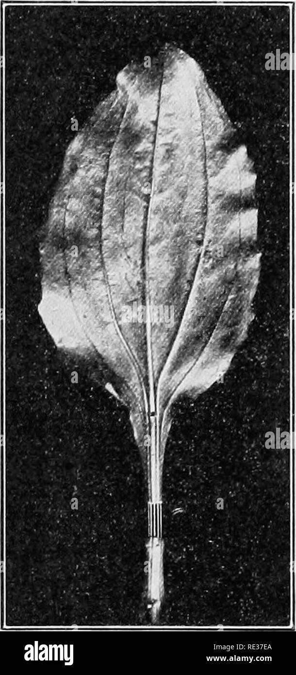 Leaf vein cutting Black and White Stock Photos & Images - Alamy