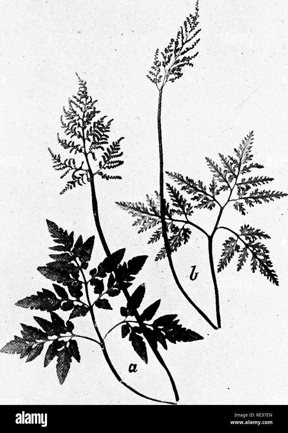 Grape ferns hi-res stock photography and images - Alamy