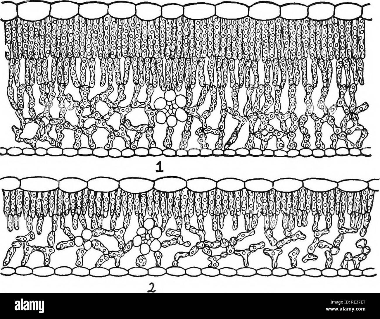 Internal anatomy of the right eye hi-res stock photography and images ...