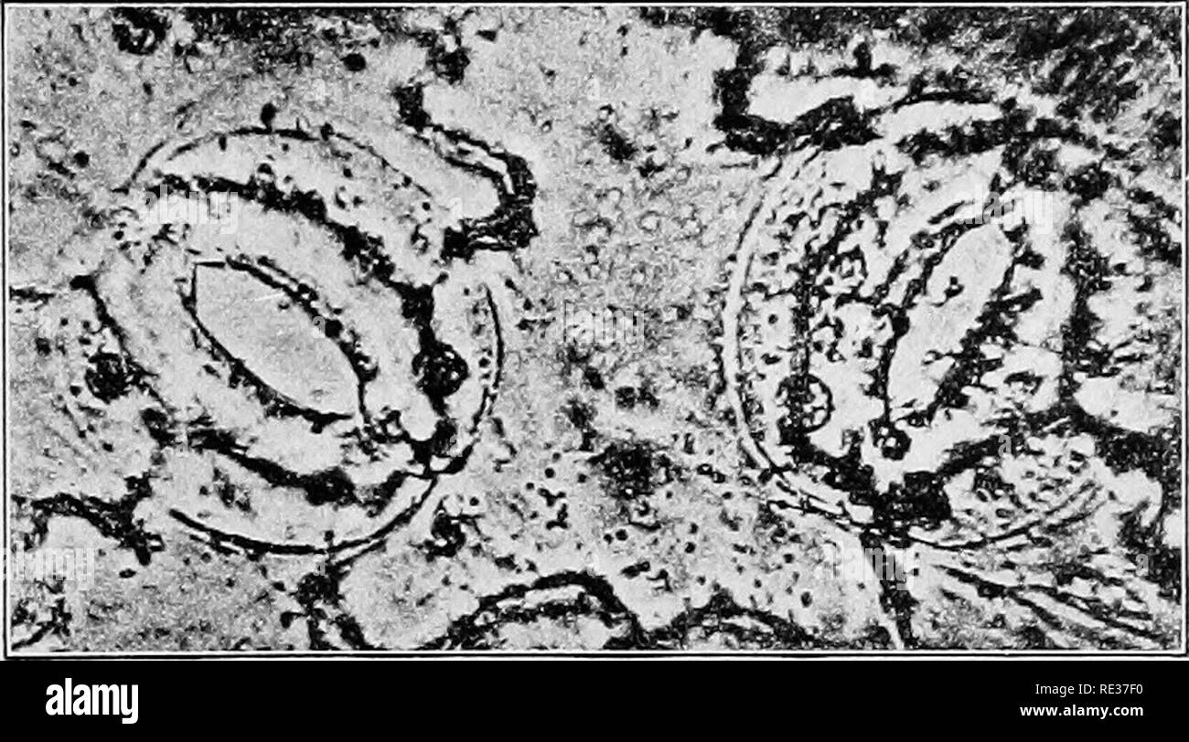 Photomicrograph leaf stomata hi-res stock photography and images - Alamy