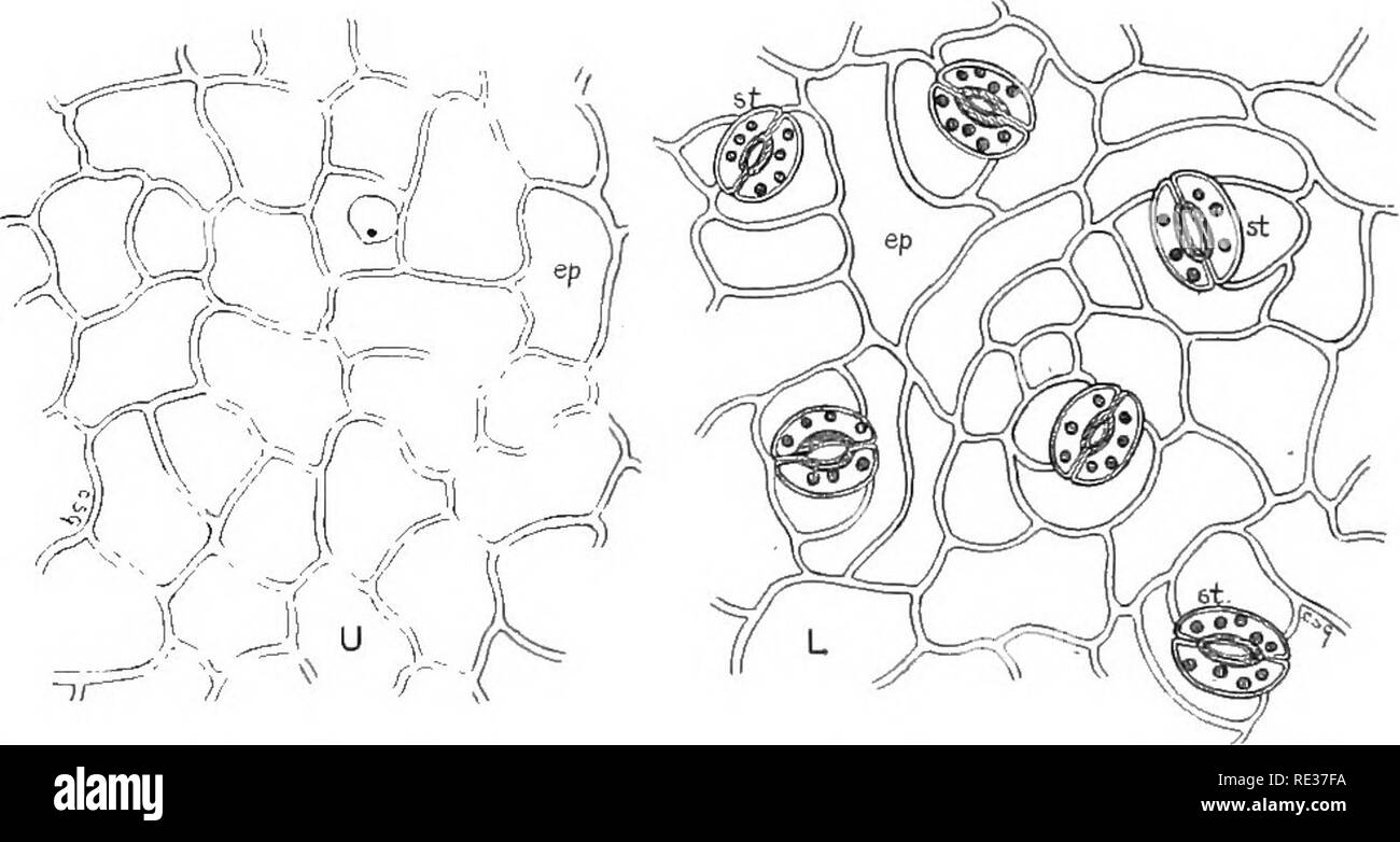 Lower epidermis Black and White Stock Photos & Images - Alamy