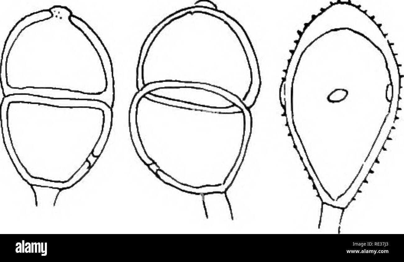 . The British rust fungi (Uredinales) their biology and classification ...