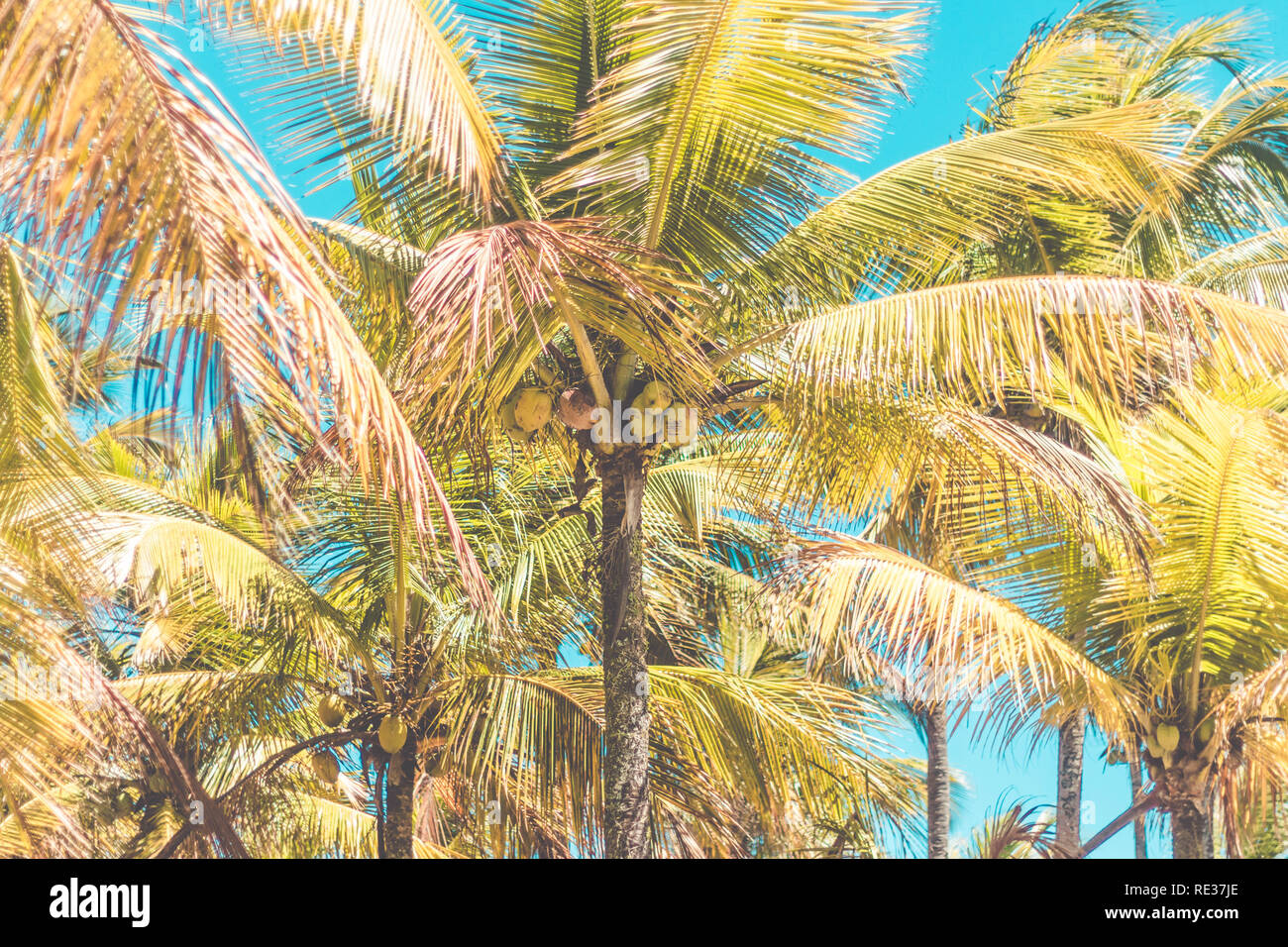 Coconuts on coconut tree (Cocos nucifera Stock Photo - Alamy