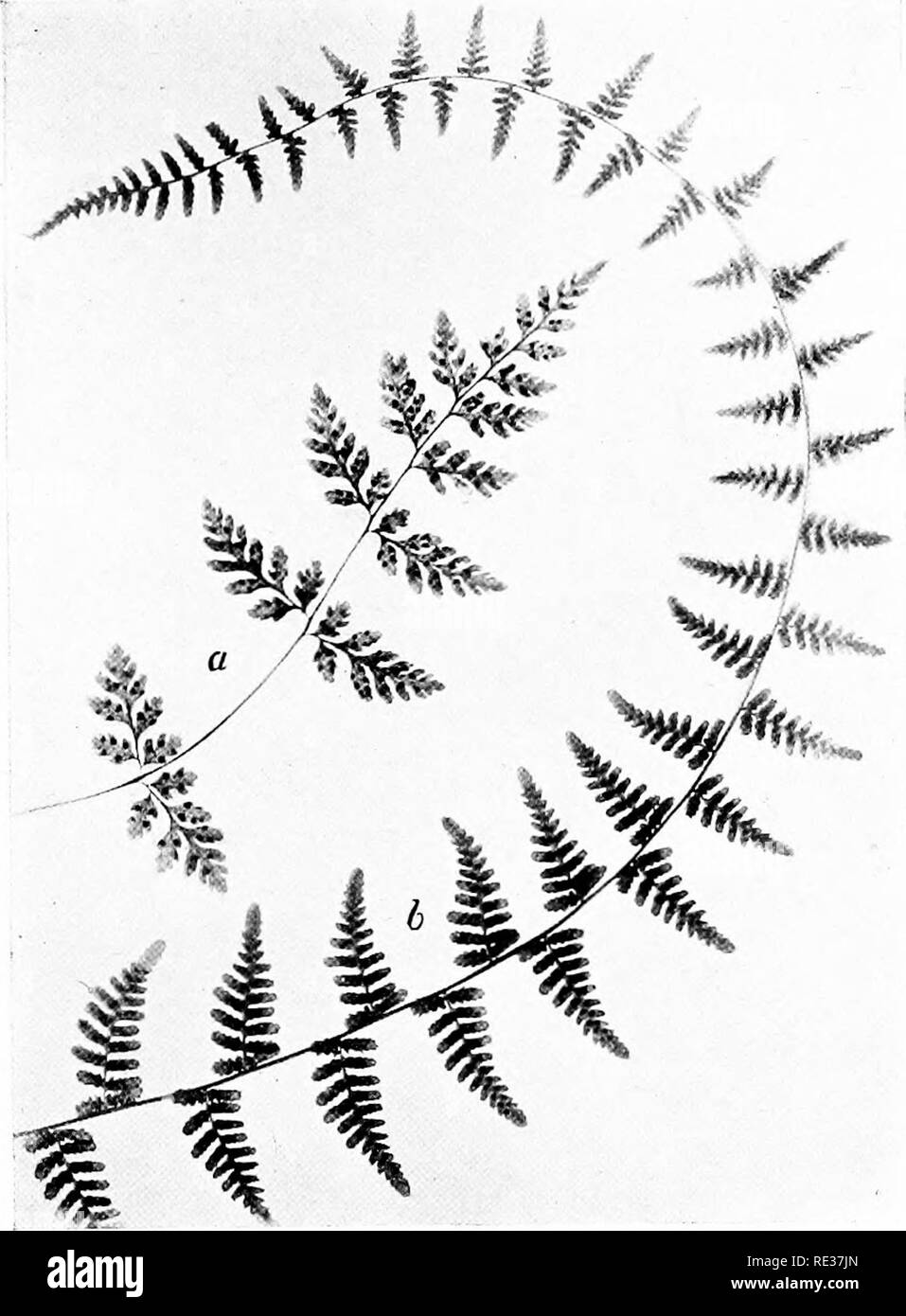 Bladder fern hi-res stock photography and images - Alamy