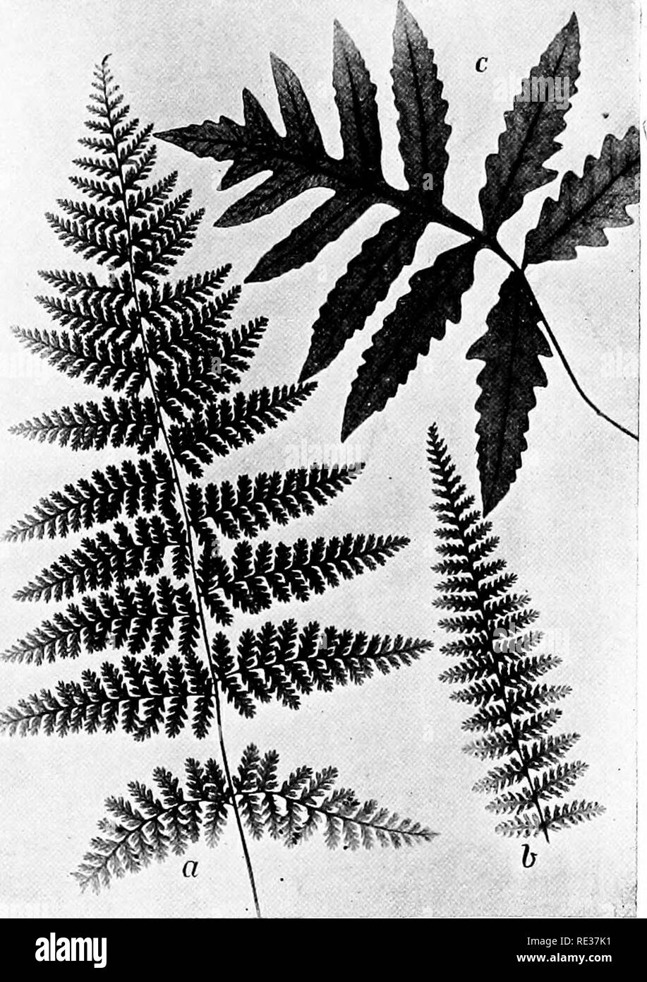 Hairy ferns Black and White Stock Photos & Images - Alamy