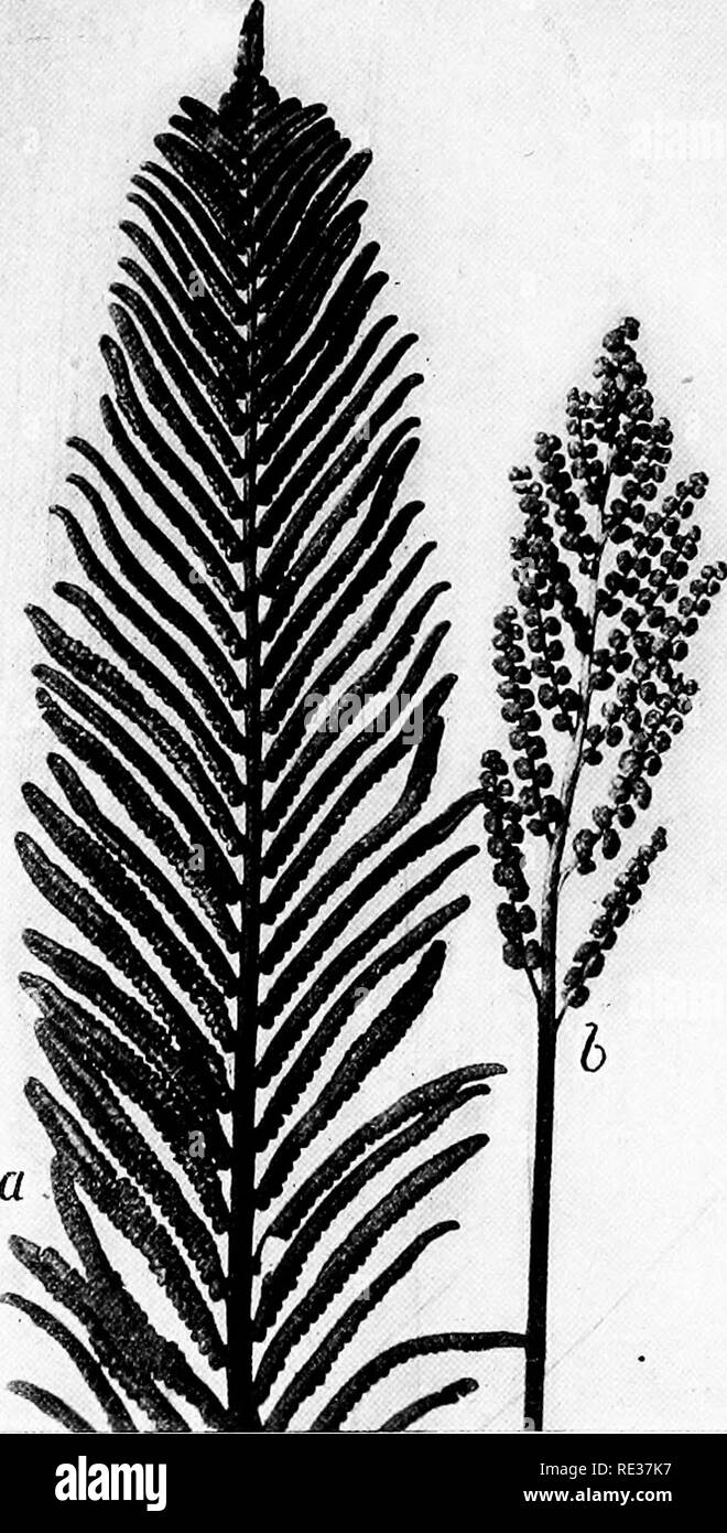 . New England ferns and their common allies; an easy method of ...