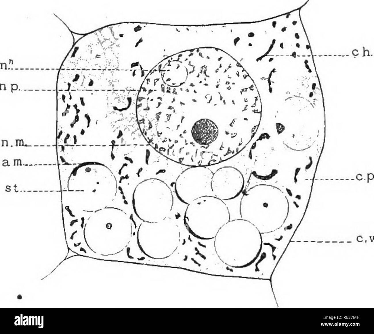 Nucleoplasm hi-res stock photography and images - Alamy