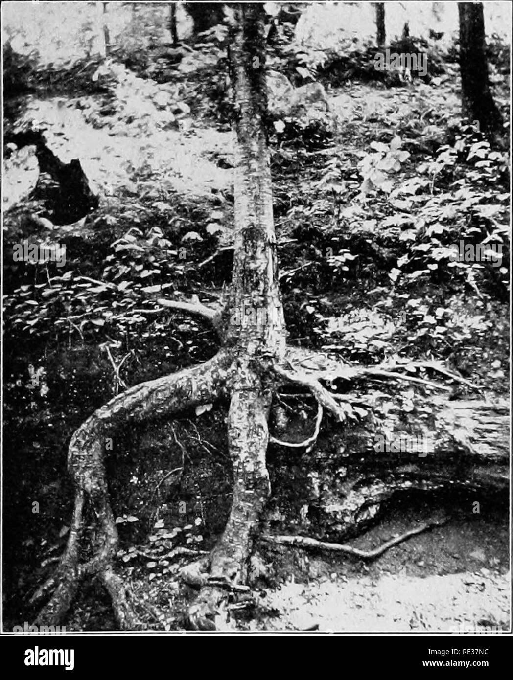 Flowering plant roots Black and White Stock Photos & Images - Alamy