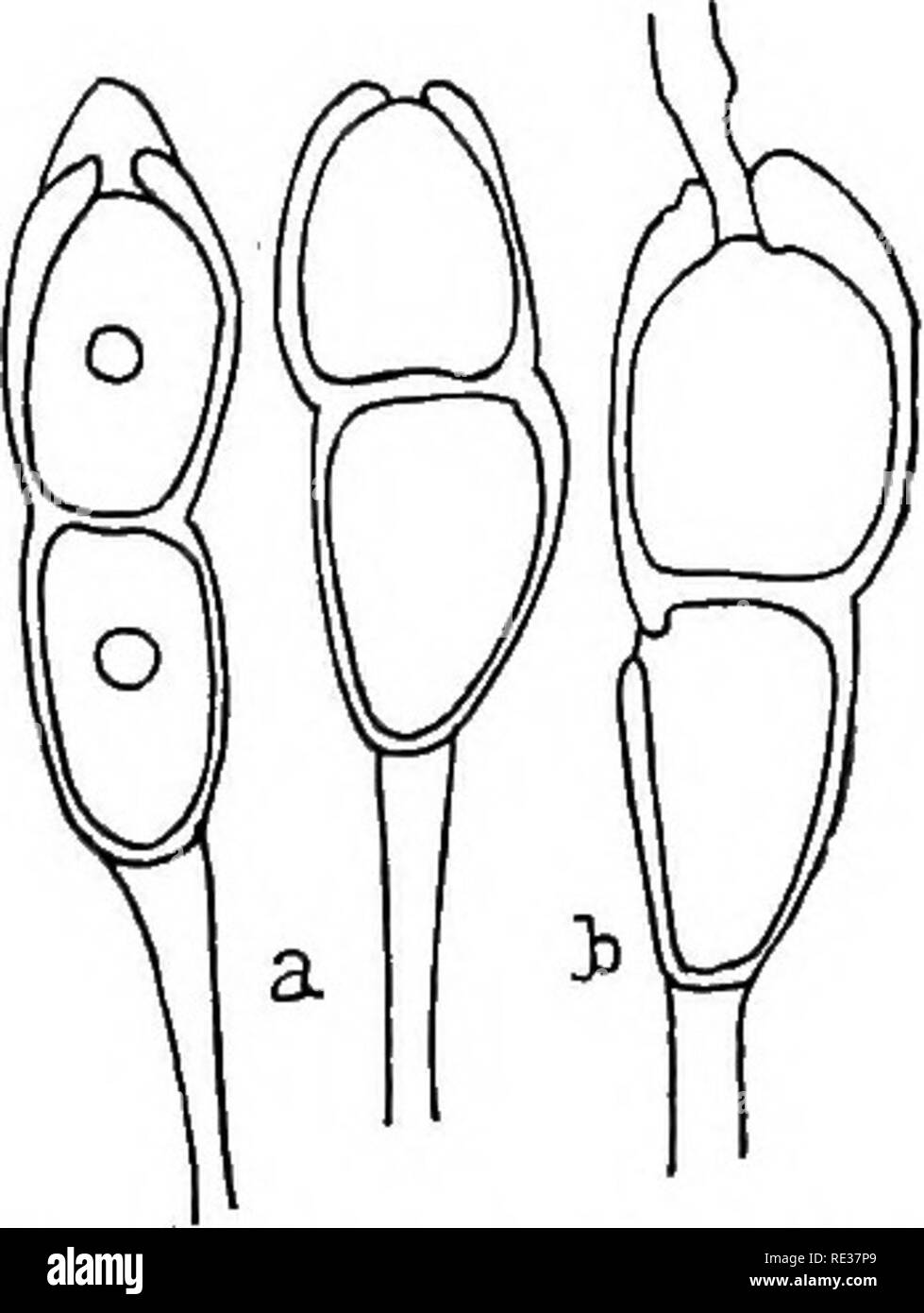 Uredo Black and White Stock Photos & Images - Alamy