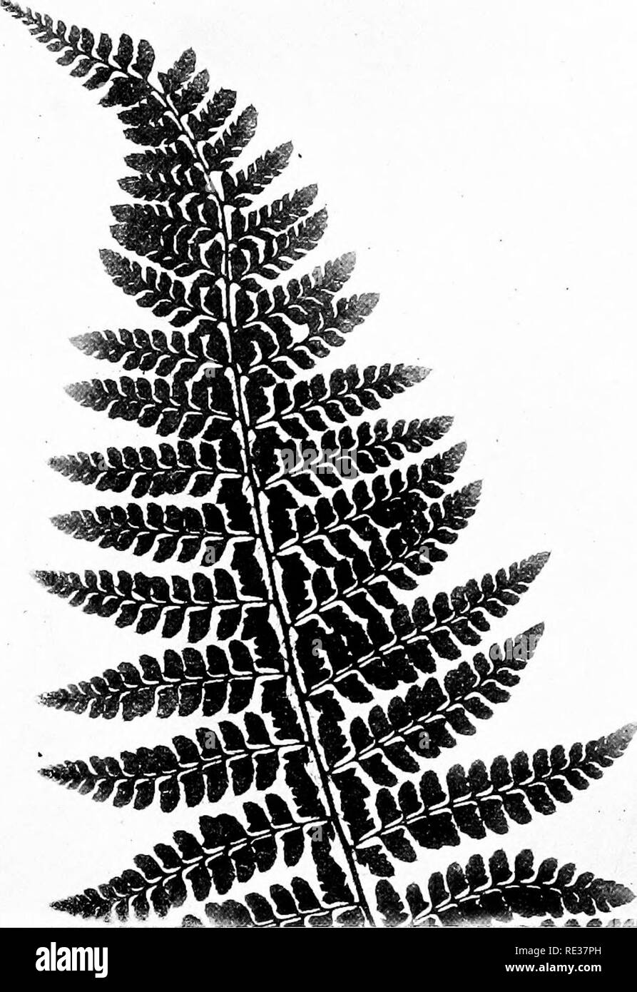 Brauns holly fern Black and White Stock Photos & Images - Alamy