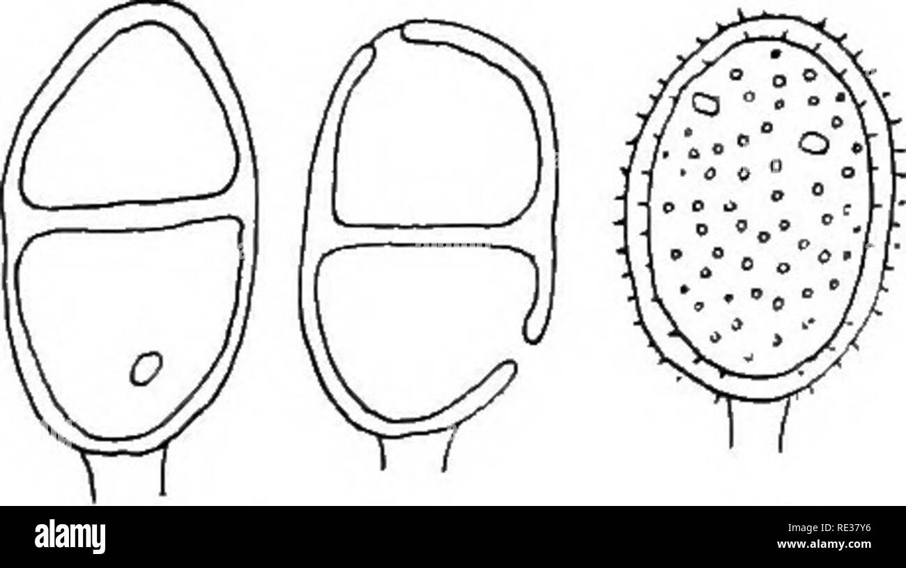 Brown with orange spots Black and White Stock Photos & Images - Alamy