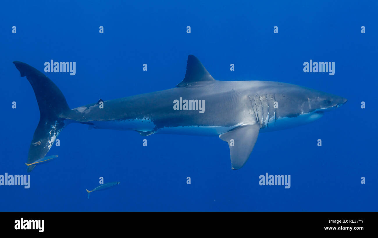 Great white shark Stock Photo - Alamy