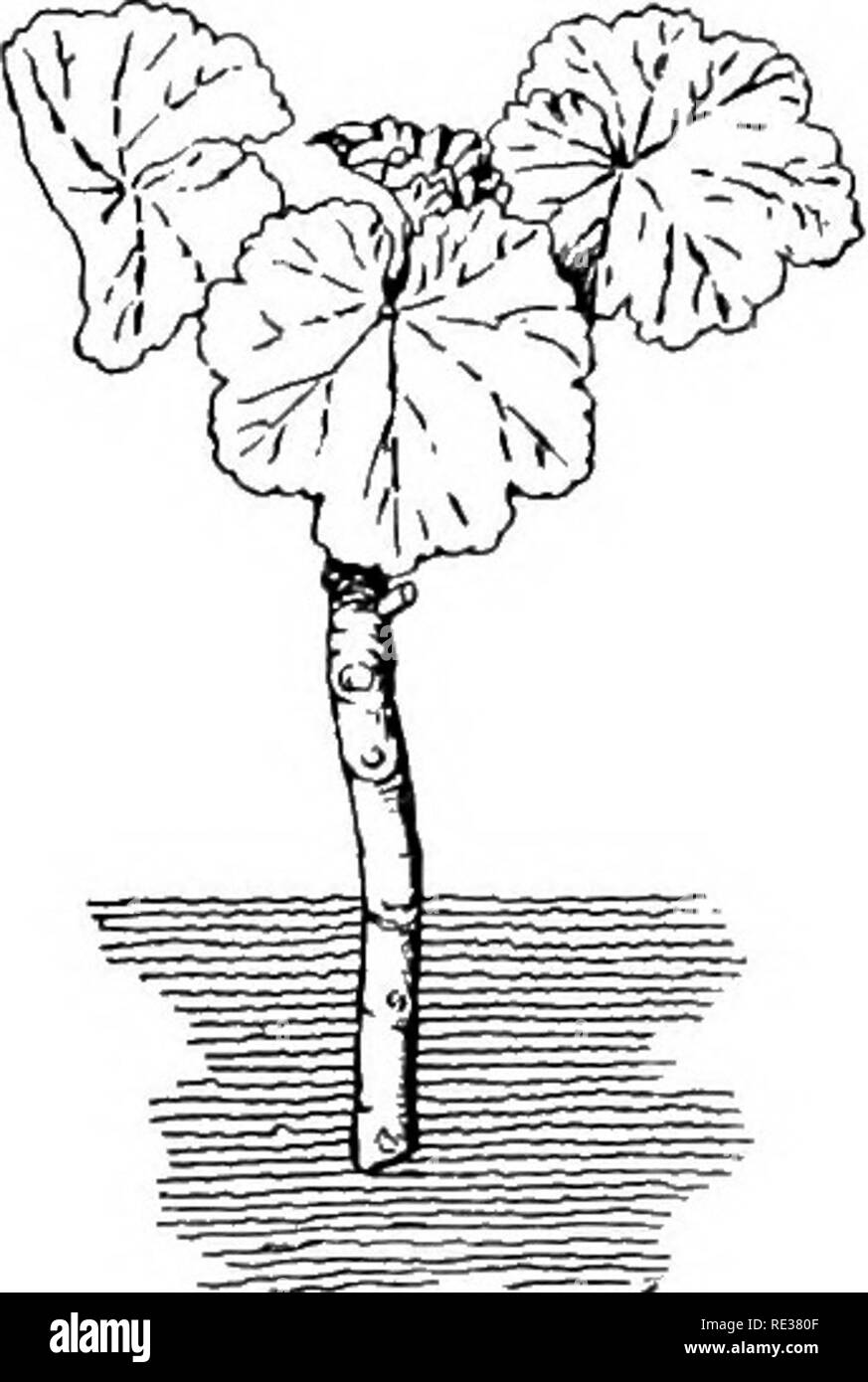 Coleus drawing hi-res stock photography and images - Alamy