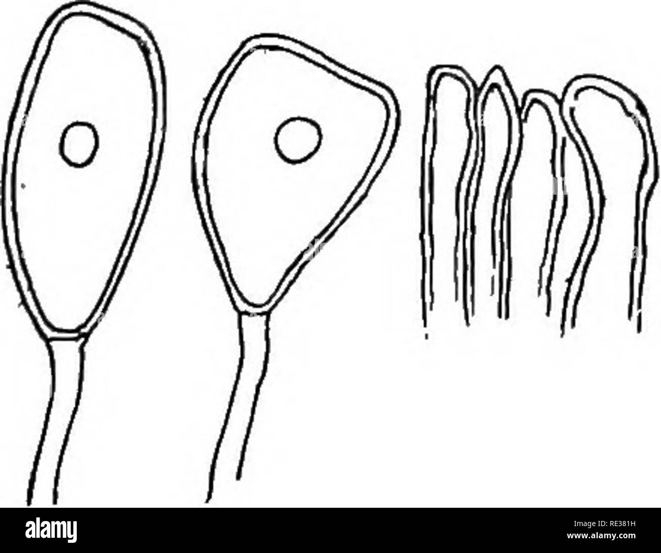 Phyllachora hi-res stock photography and images - Alamy