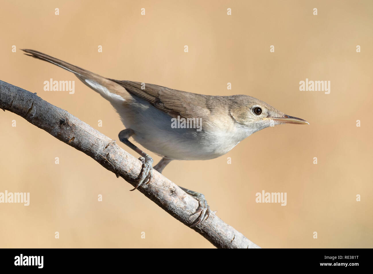 Opaca hi-res stock photography and images - Alamy