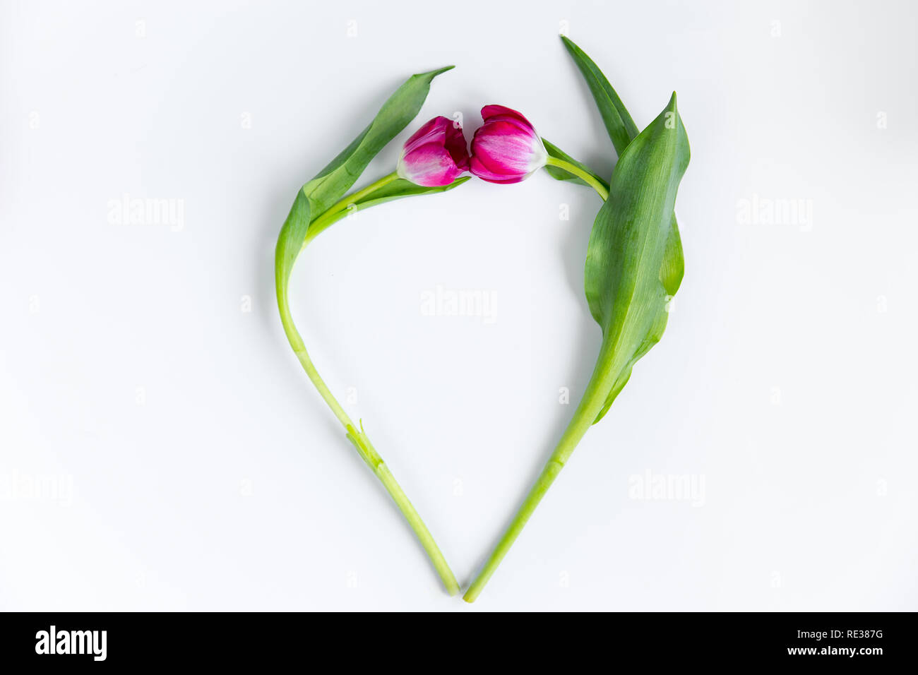 Tulips in form of heart isolated on white background. Love flowers on 8 ...