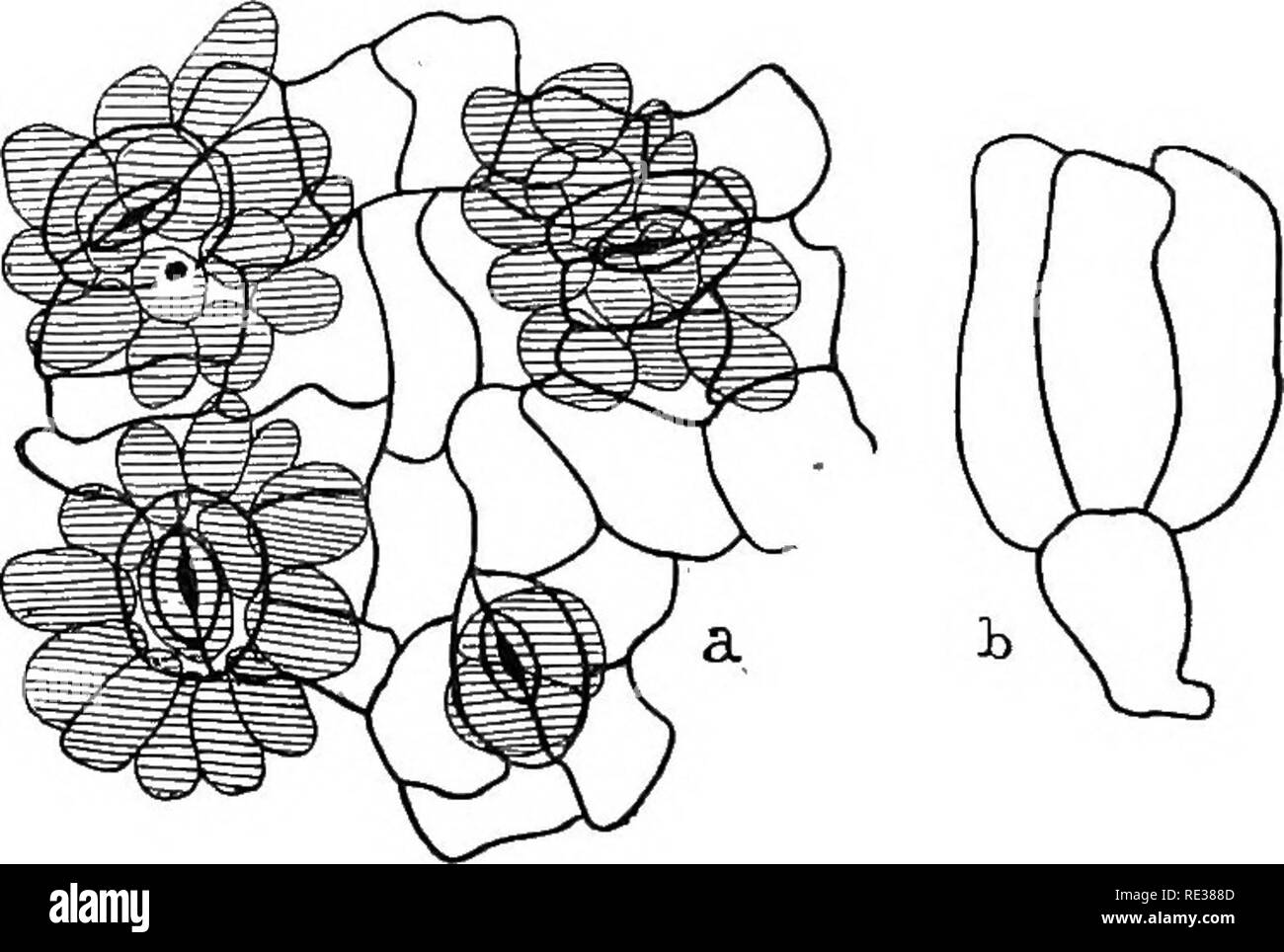 Melam Black and White Stock Photos & Images - Alamy