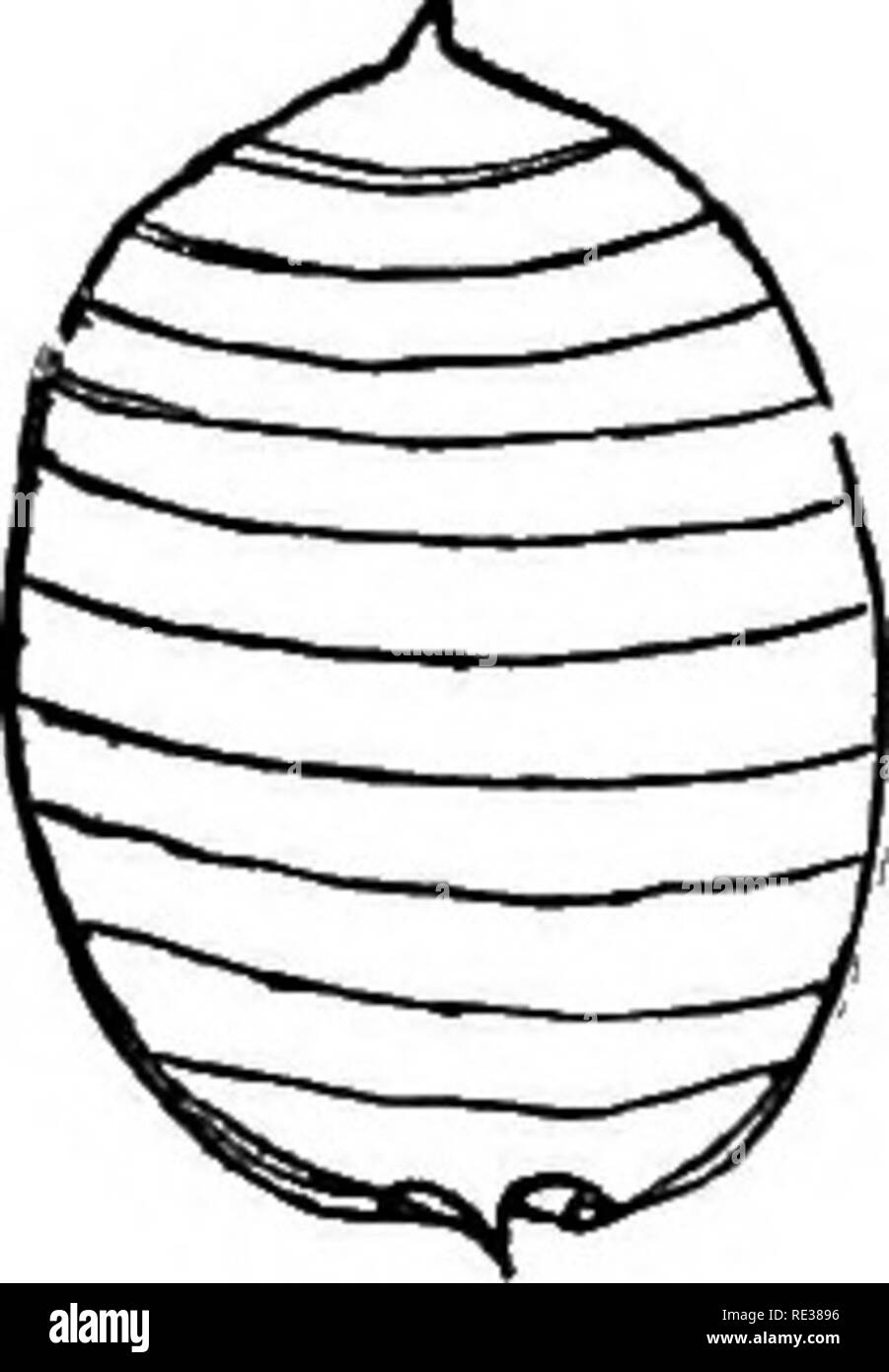 . Manual of the apiary. Bees. Imago. Larva. and serves as a very good ...