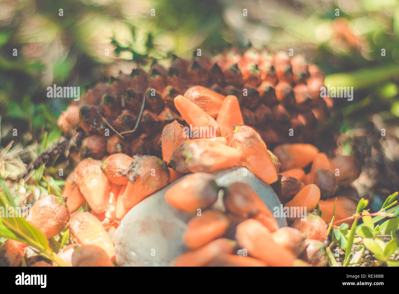 Seashore Palm Fruit (Allagoptera Arenaria) - Caxandó, Buri-da-praia ...