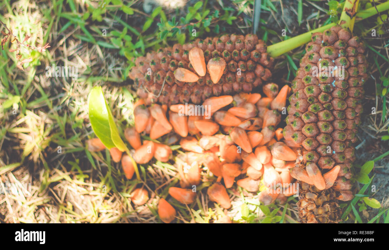 Seashore Palm Fruit (Allagoptera Arenaria) - Caxandó, Buri-da-praia ...