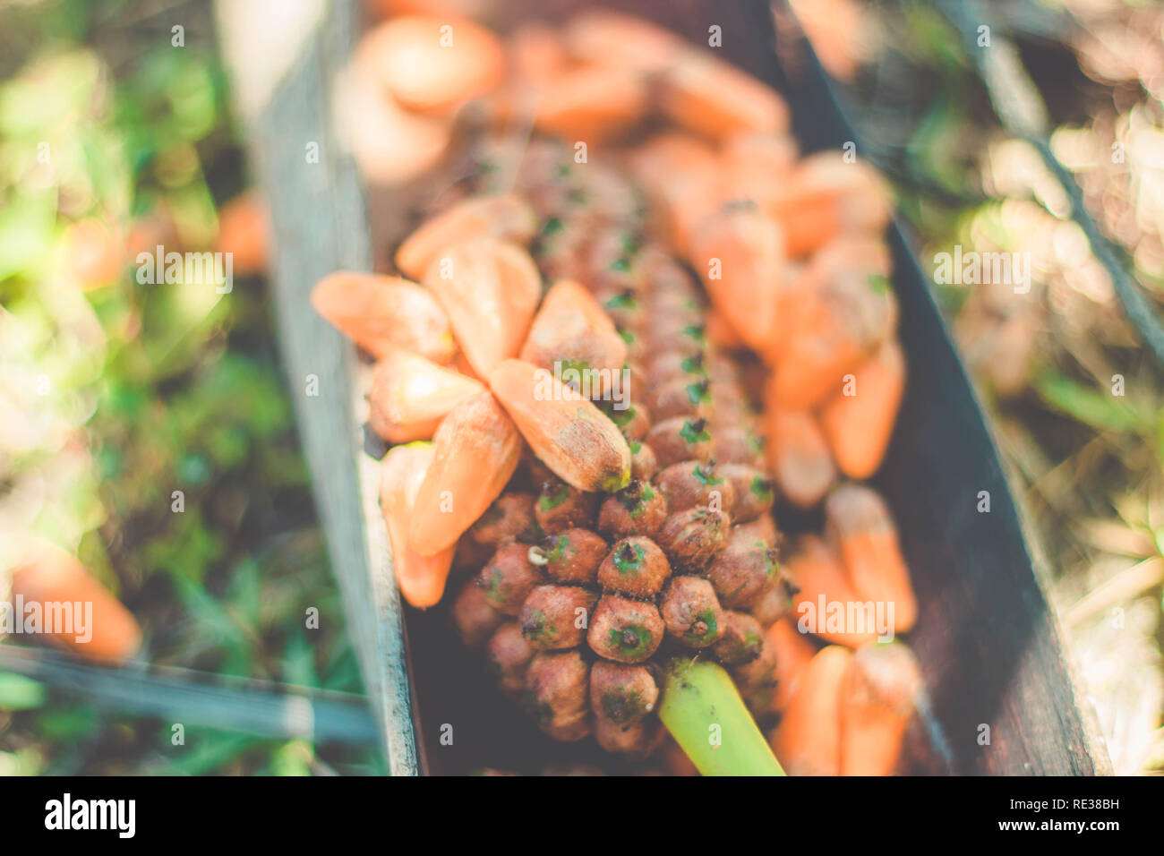 Buri tree hi-res stock photography and images - Alamy