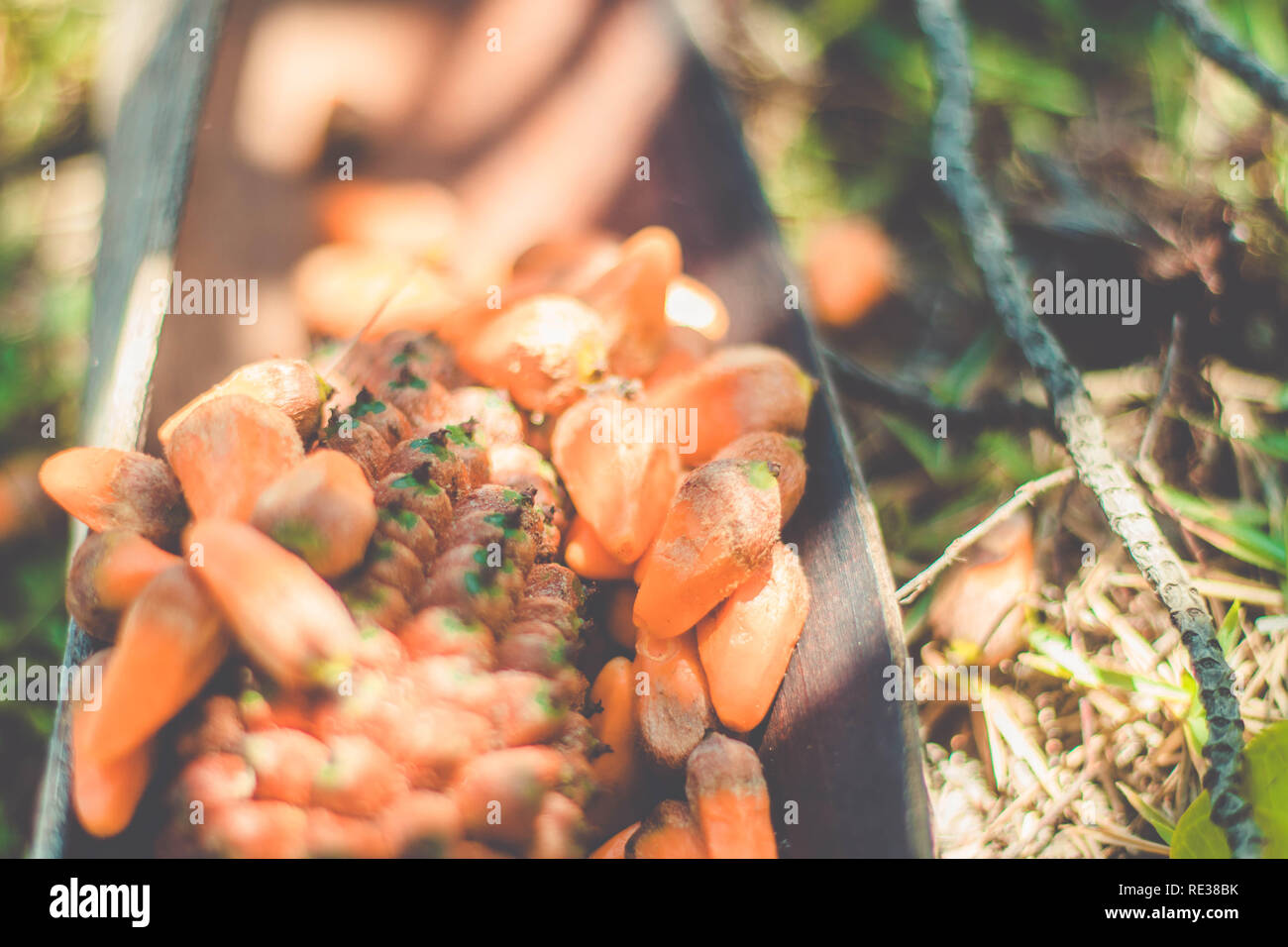Seashore Palm Fruit (Allagoptera Arenaria) - Caxandó, Buri-da-praia ...