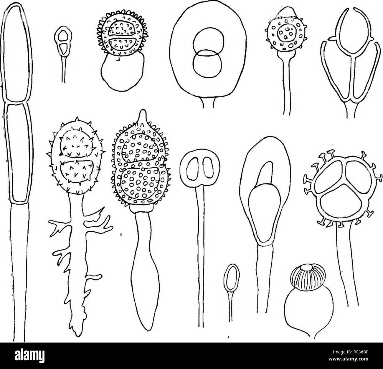 . The British rust fungi (Uredinales) their biology and classification ...