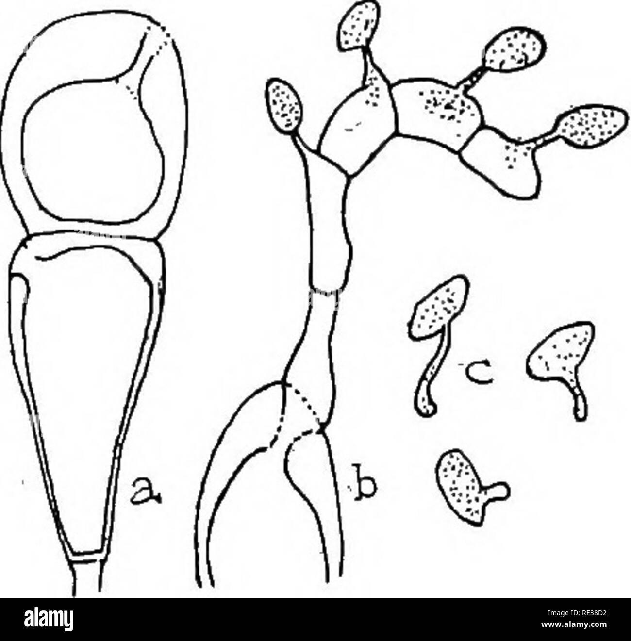 Germ pore hi-res stock photography and images - Alamy