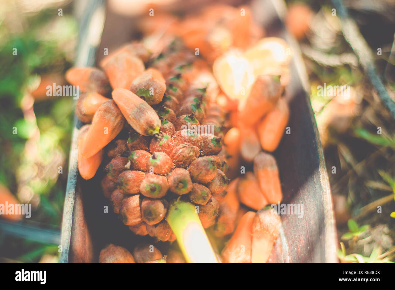 Buri tree hi-res stock photography and images - Alamy