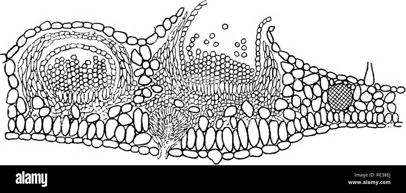 . The British rust fungi (Uredinales) their biology and classification ...
