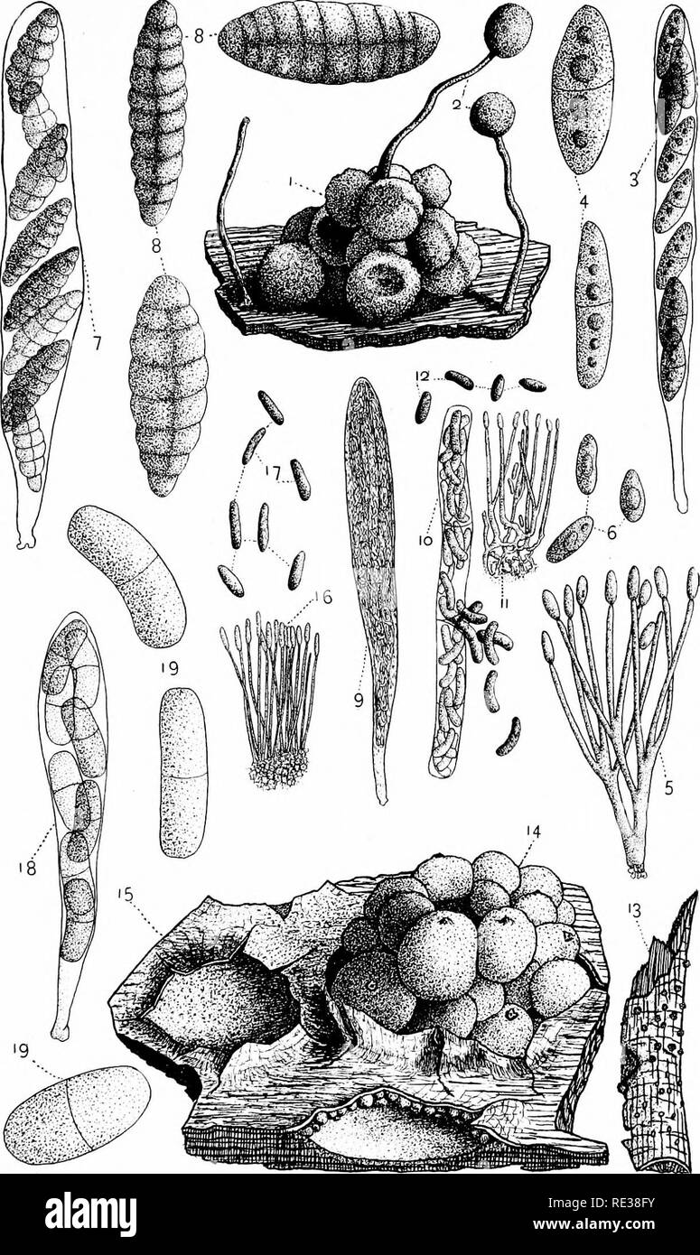 . The North American Pyrenomycetes. A contribution to mycologic botany ...