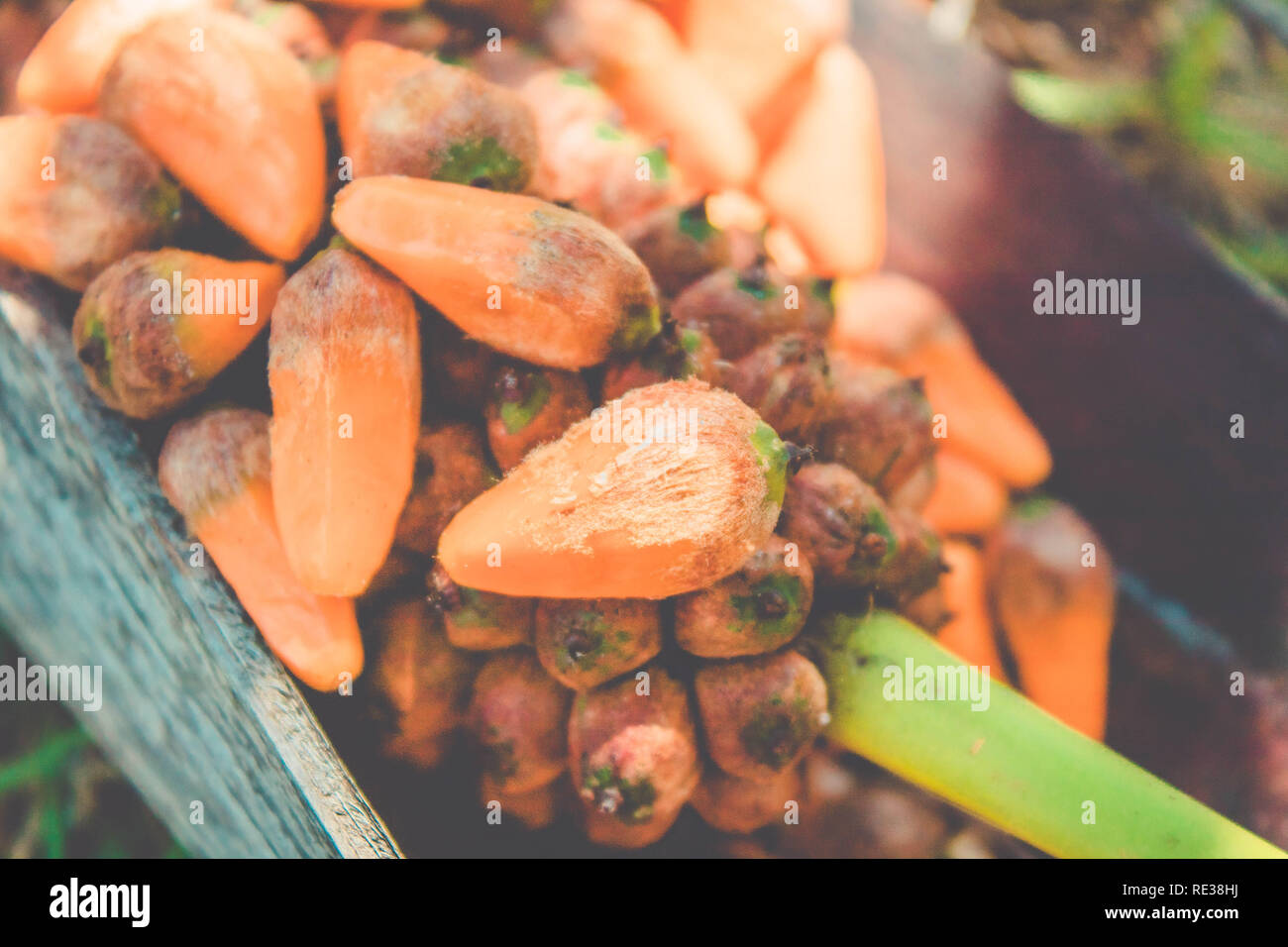 Buri tree hi-res stock photography and images - Alamy