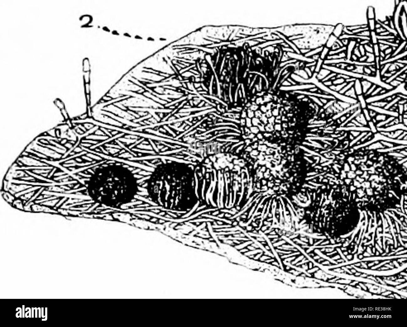 Pyrenomycetes hi-res stock photography and images - Alamy