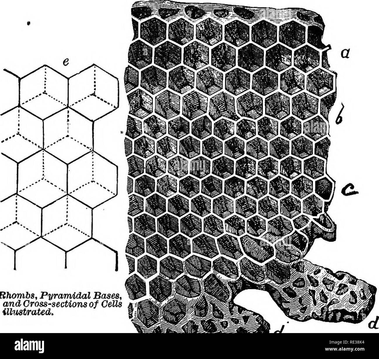 . Manual of the apiary. Bees. MANUAL OP THE APIARY. 109 by any system ...