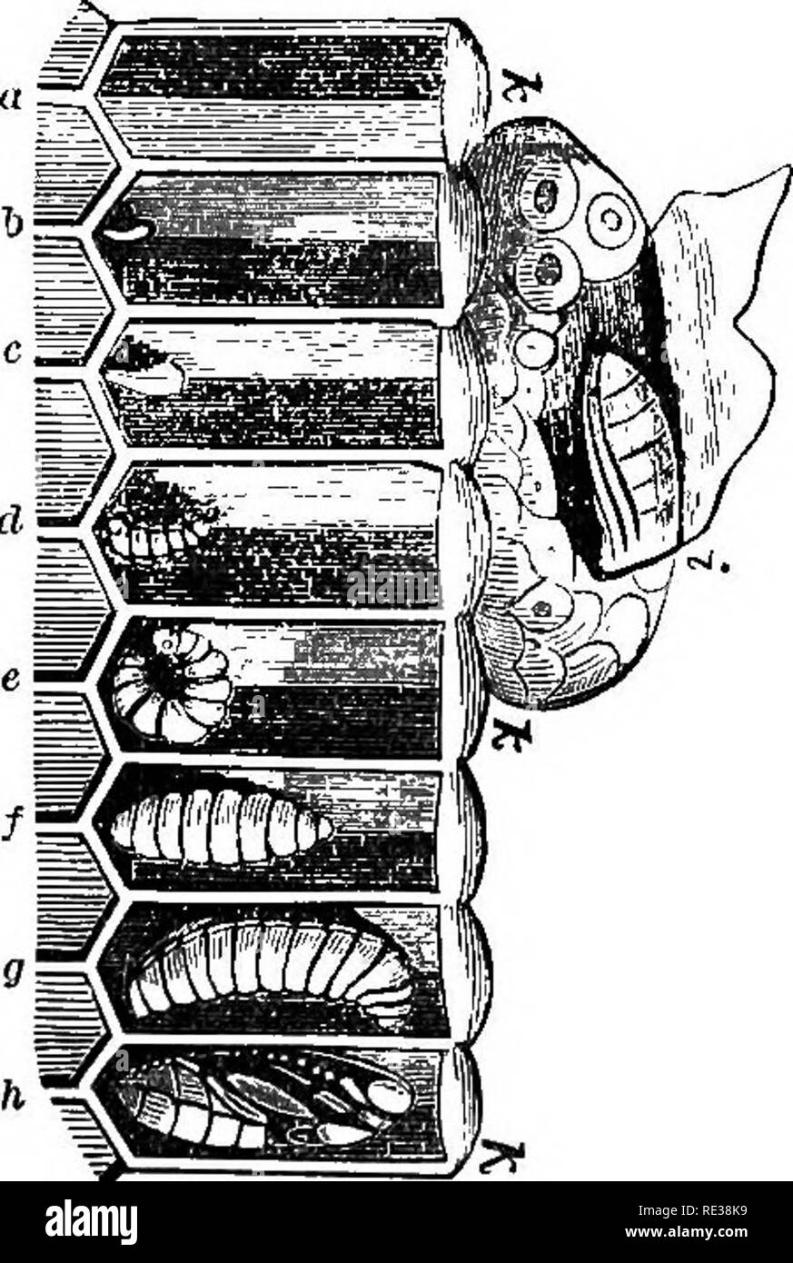 Cell Hatches High Resolution Stock Photography and Images - Alamy