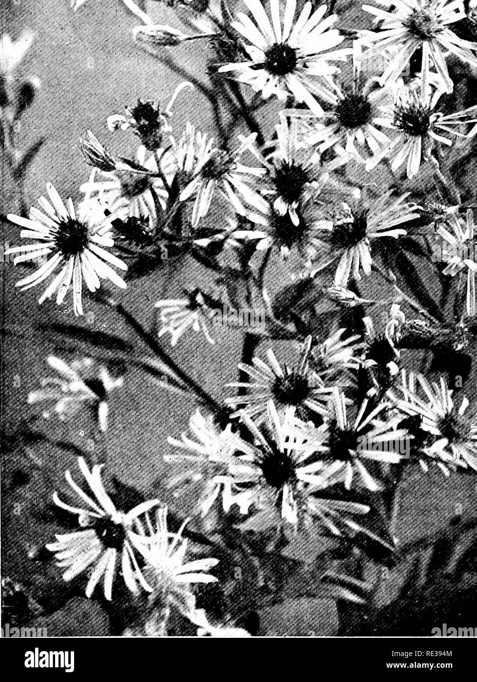 Belgii Black and White Stock Photos & Images - Alamy